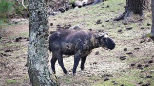 Surprising facts about Bhutan - Land of the Thunder Dragon