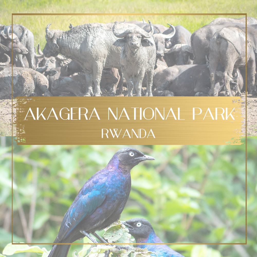 Akagera National Park: Everything you need to know before visiting