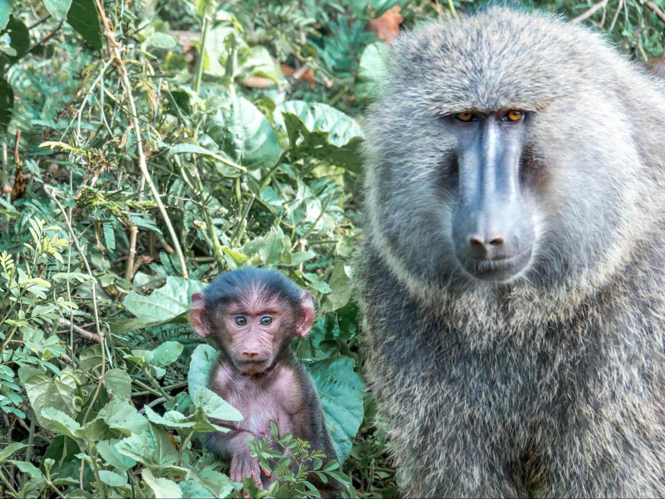 Rwanda tourism and travel guide: things to see, attractions and ...
