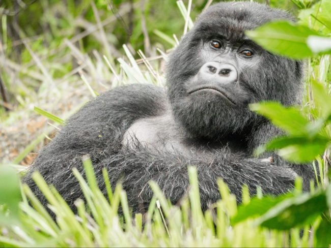 Fun and interesting facts about gorillas you may not know